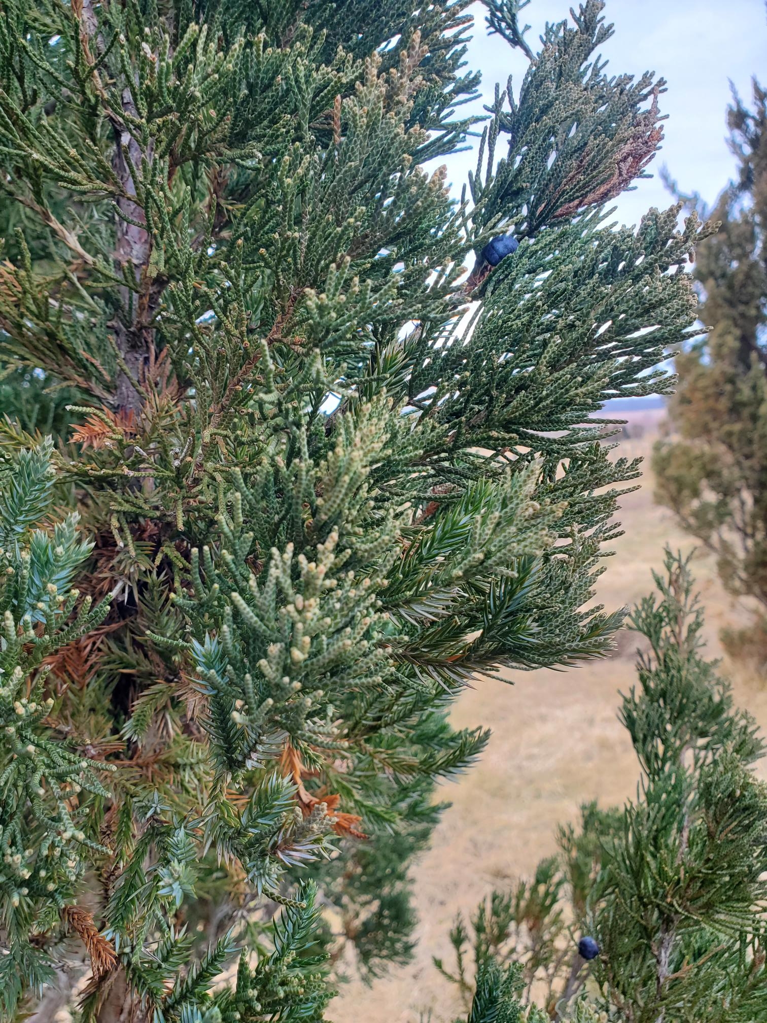 ‘Blue Point’ Juniper – Paul Swartz Nursery