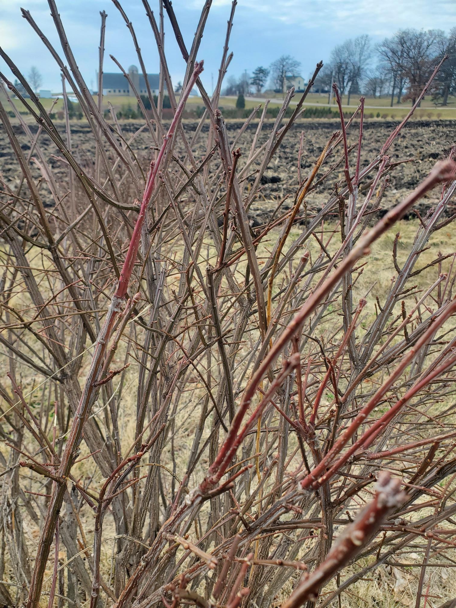 Standard Burning Bush – Paul Swartz Nursery