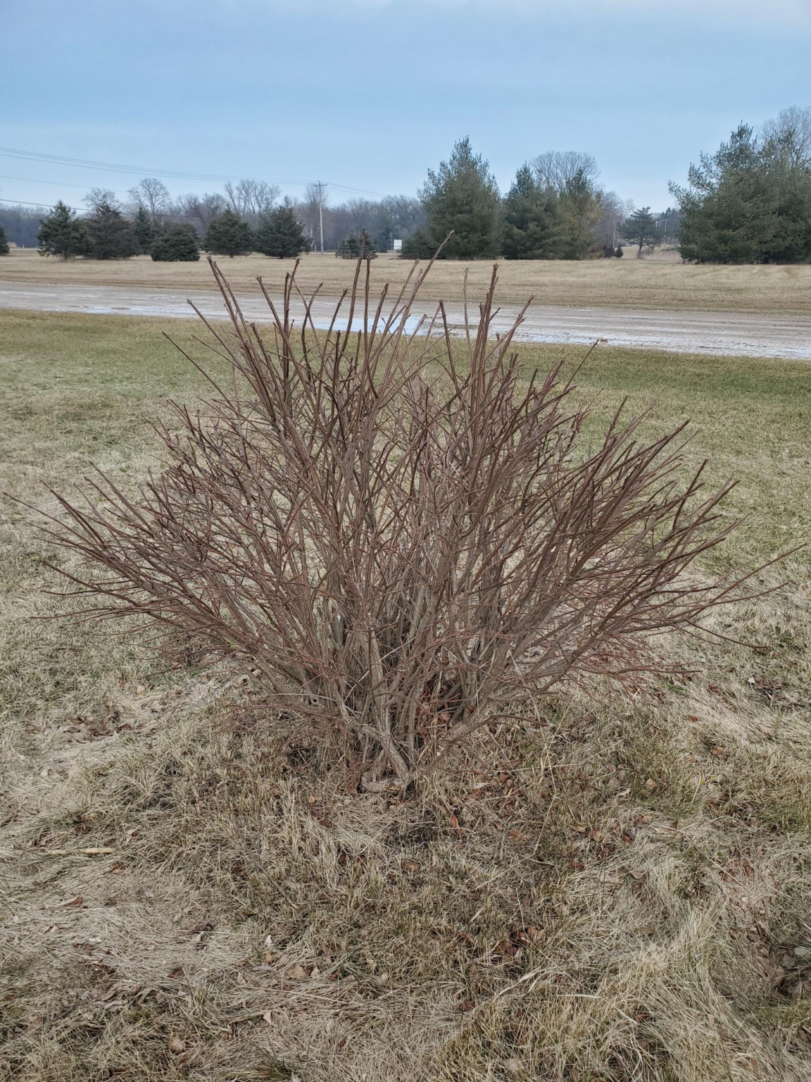 Standard Burning Bush – Paul Swartz Nursery