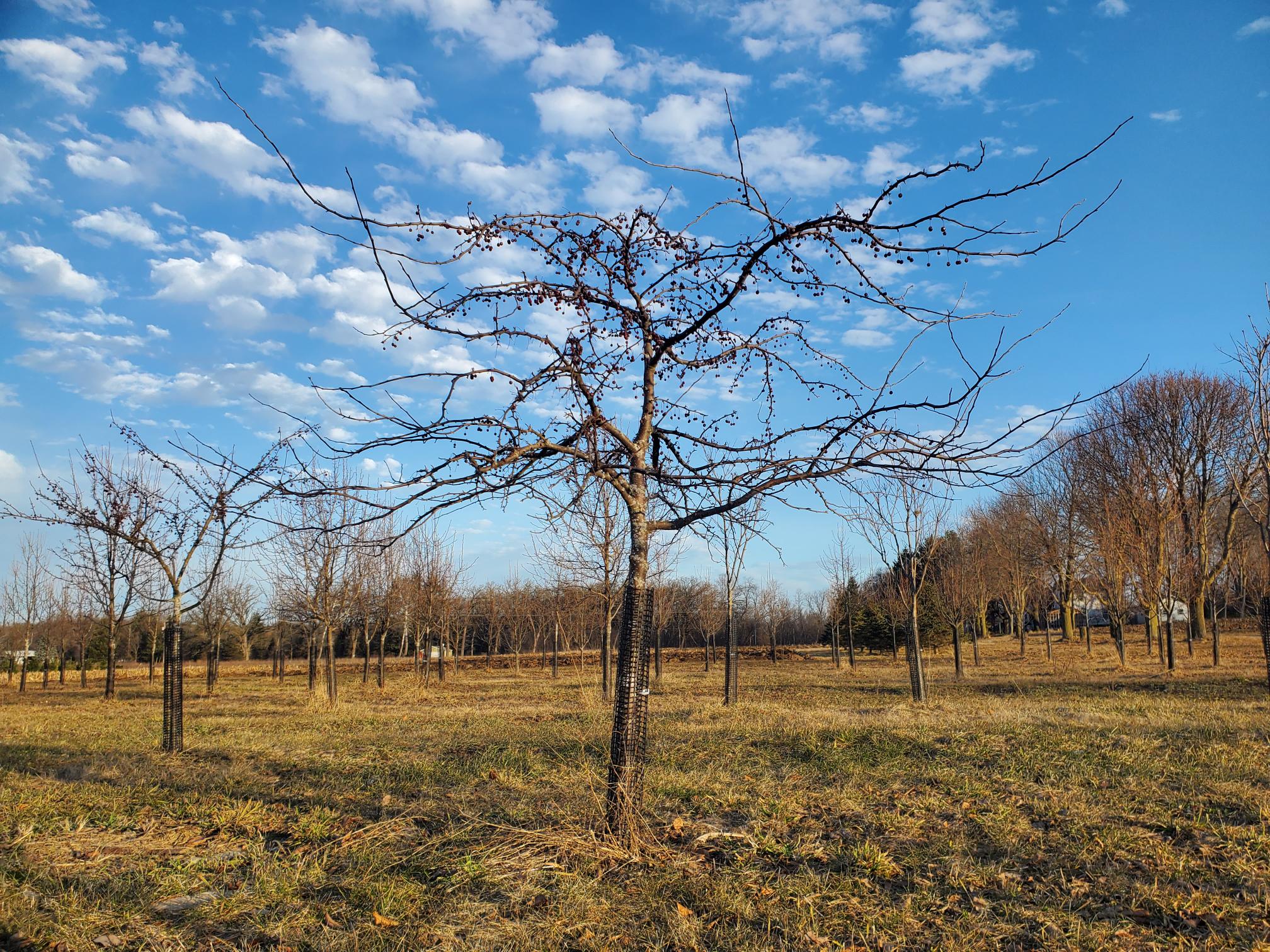 ‘Candymint’ Crabapple – Paul Swartz Nursery