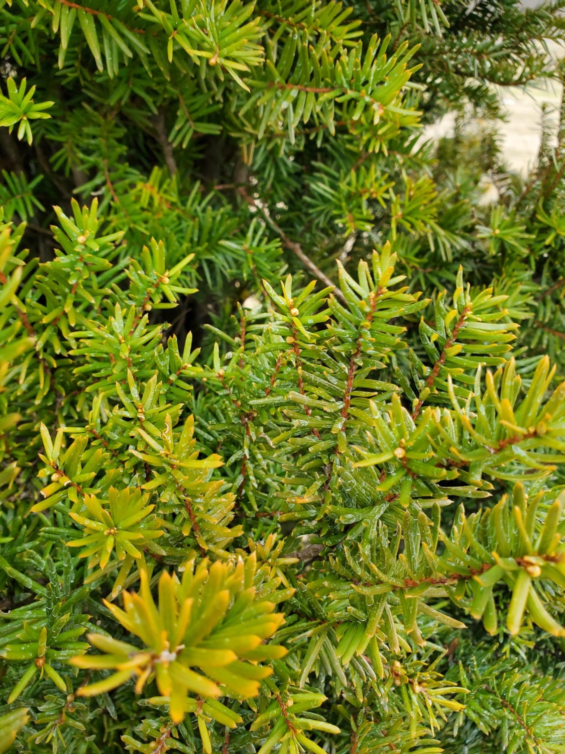 ‘Capitata’ Yew – Paul Swartz Nursery