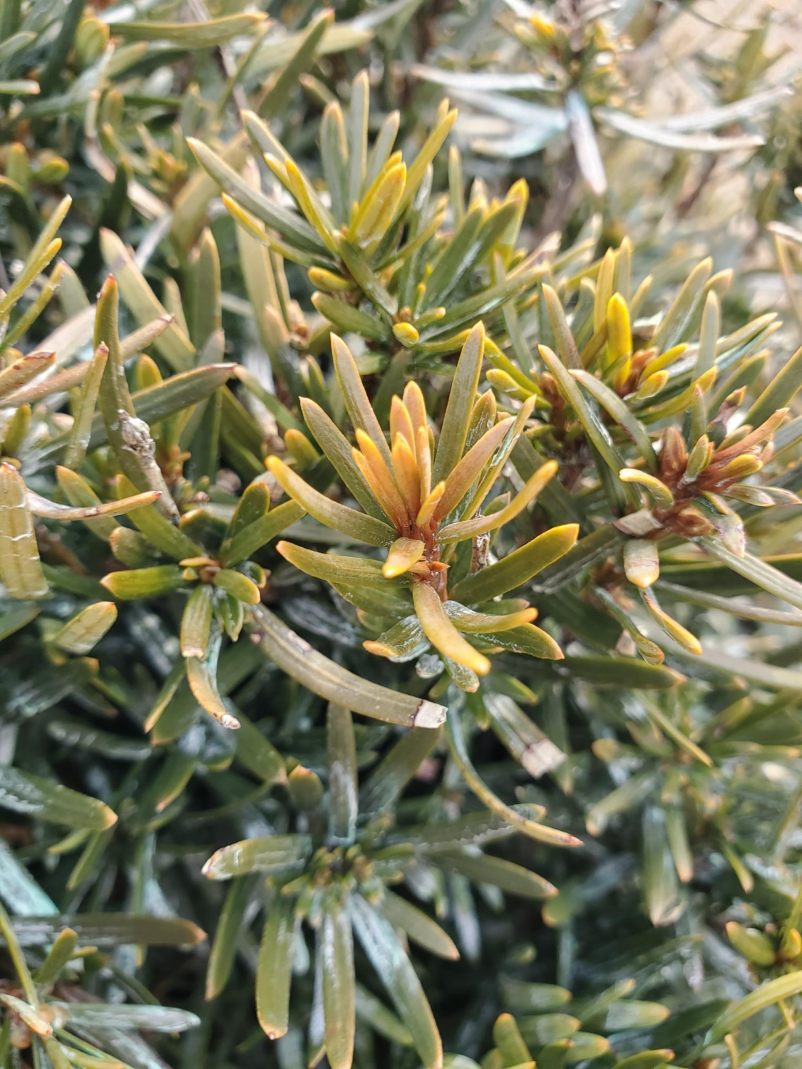 ‘Densiformis’ Yew – Paul Swartz Nursery
