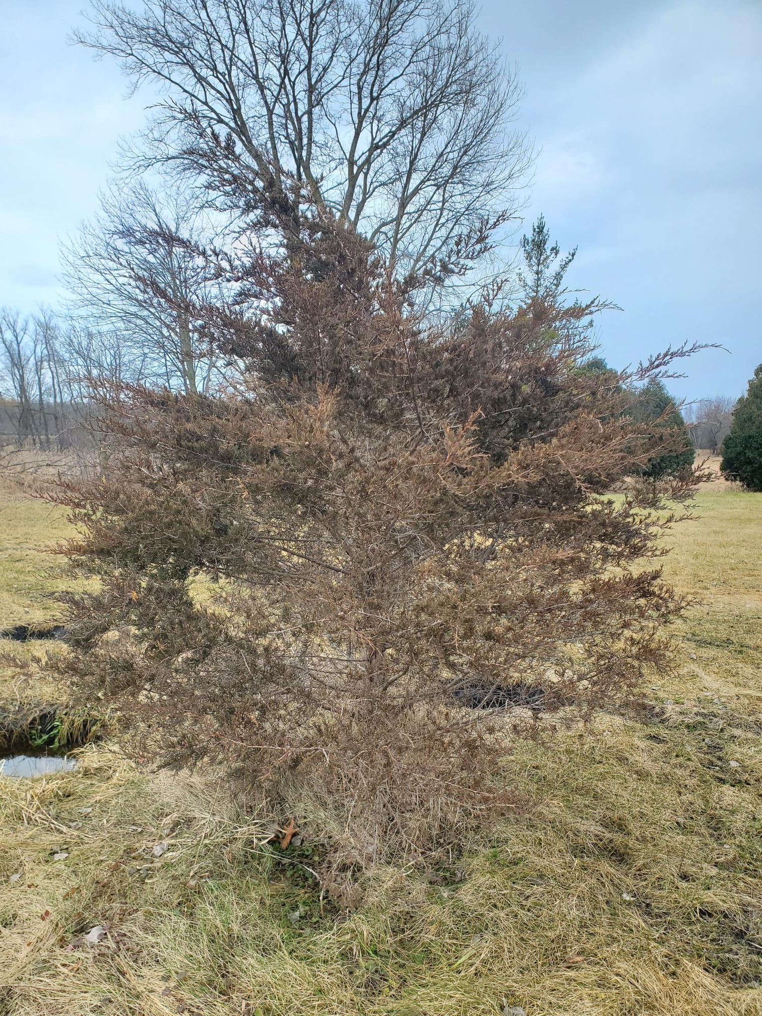 Eastern Red Cedar – Paul Swartz Nursery