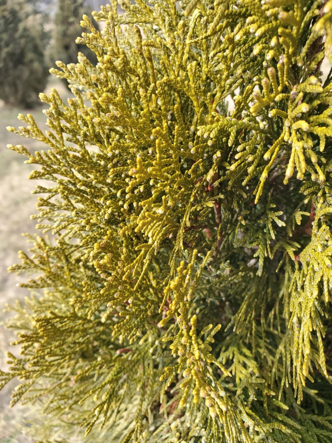 ‘Emerald Green’ Arborvitae – Paul Swartz Nursery
