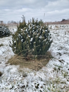 ‘Fairview’ Yew – Paul Swartz Nursery