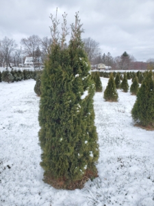 ‘North Pole’ Arborvitae – Paul Swartz Nursery