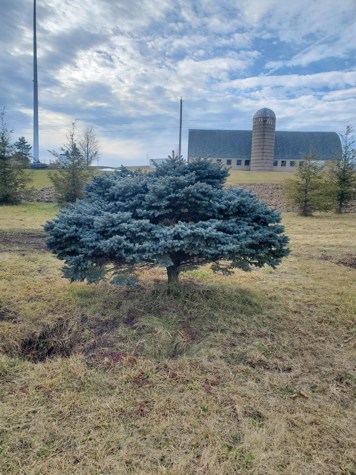 ‘Globosa’ Blue Spruce – Paul Swartz Nursery