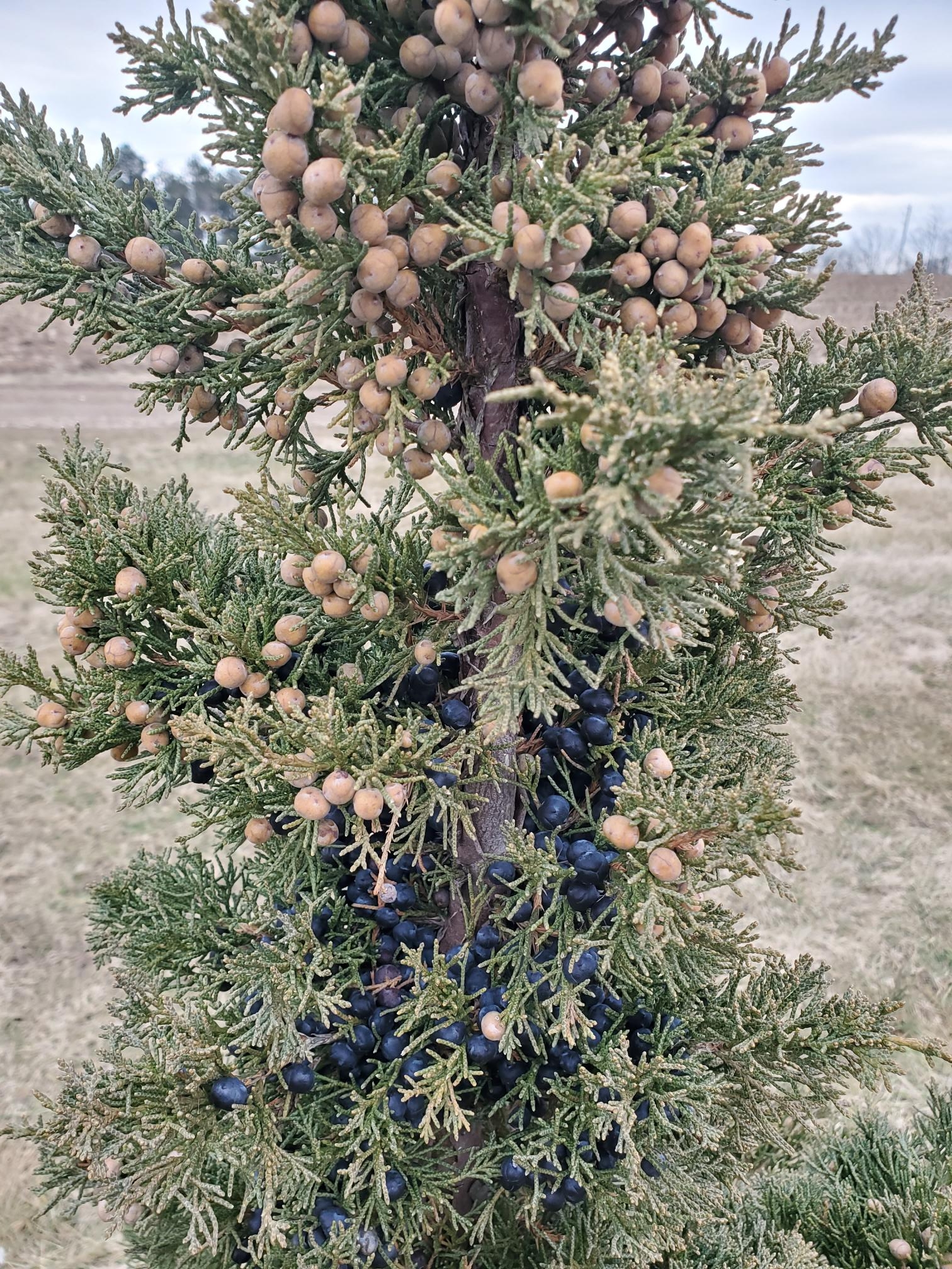 ‘Iowa’ Juniper – Paul Swartz Nursery