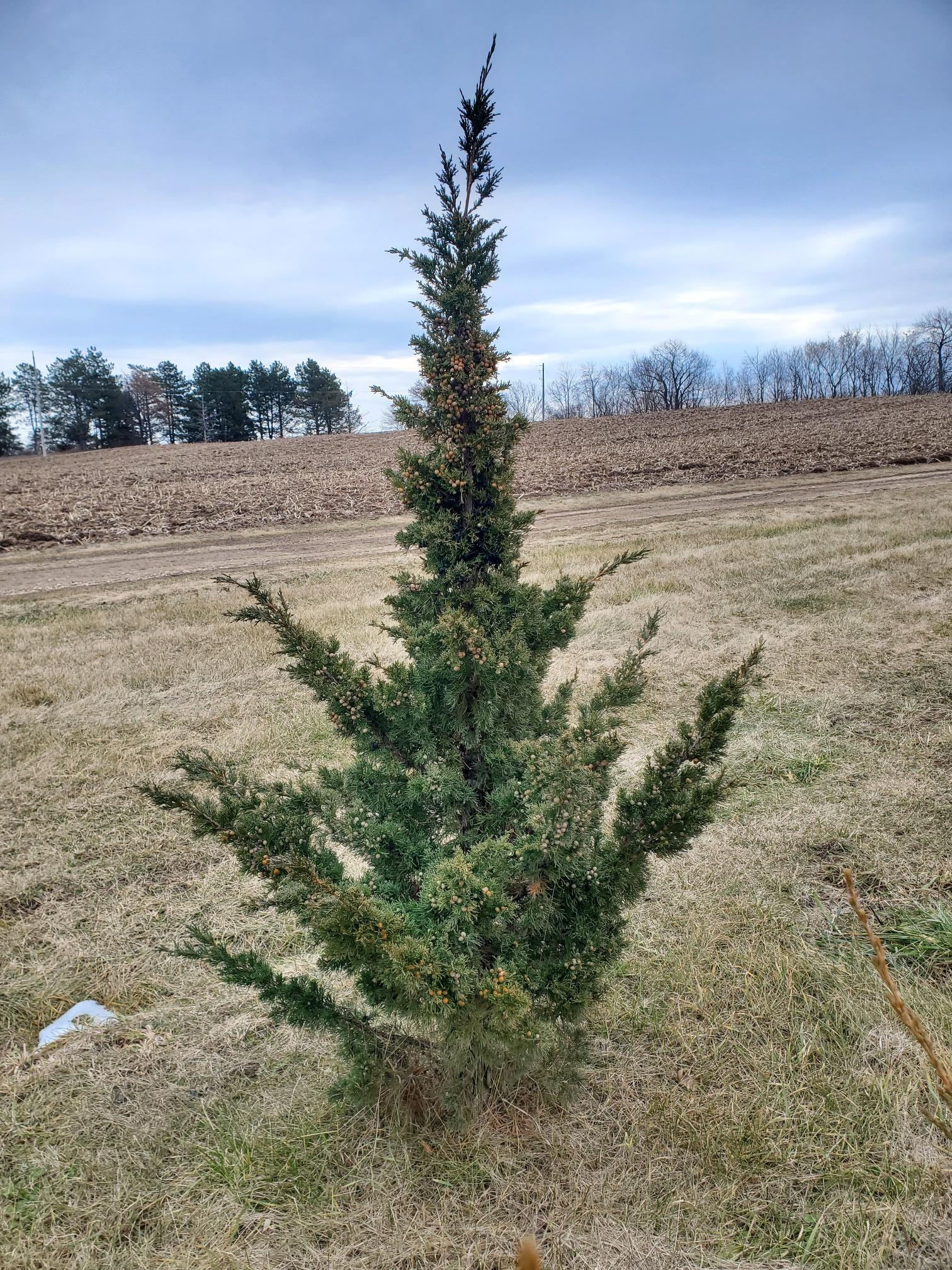 ‘Iowa’ Juniper – Paul Swartz Nursery