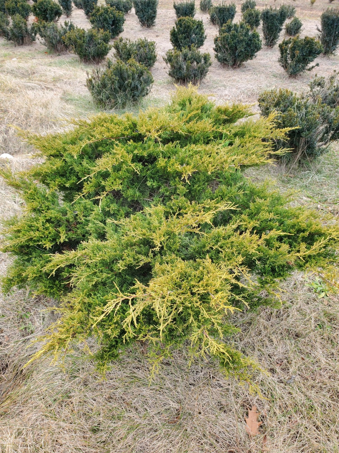 ‘Old Gold’ Juniper – Paul Swartz Nursery