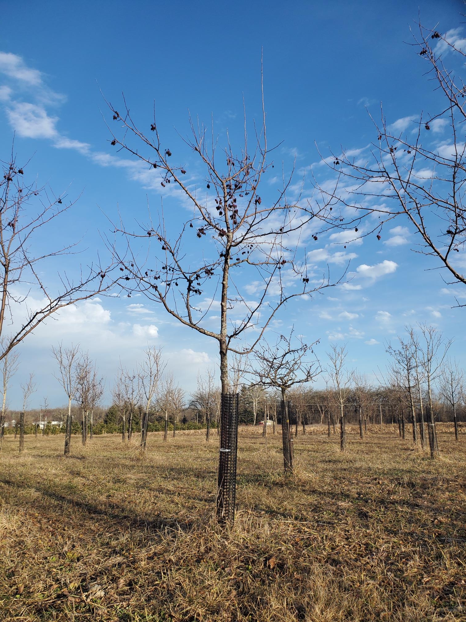 ‘Purple Prince’ Crabapple – Paul Swartz Nursery