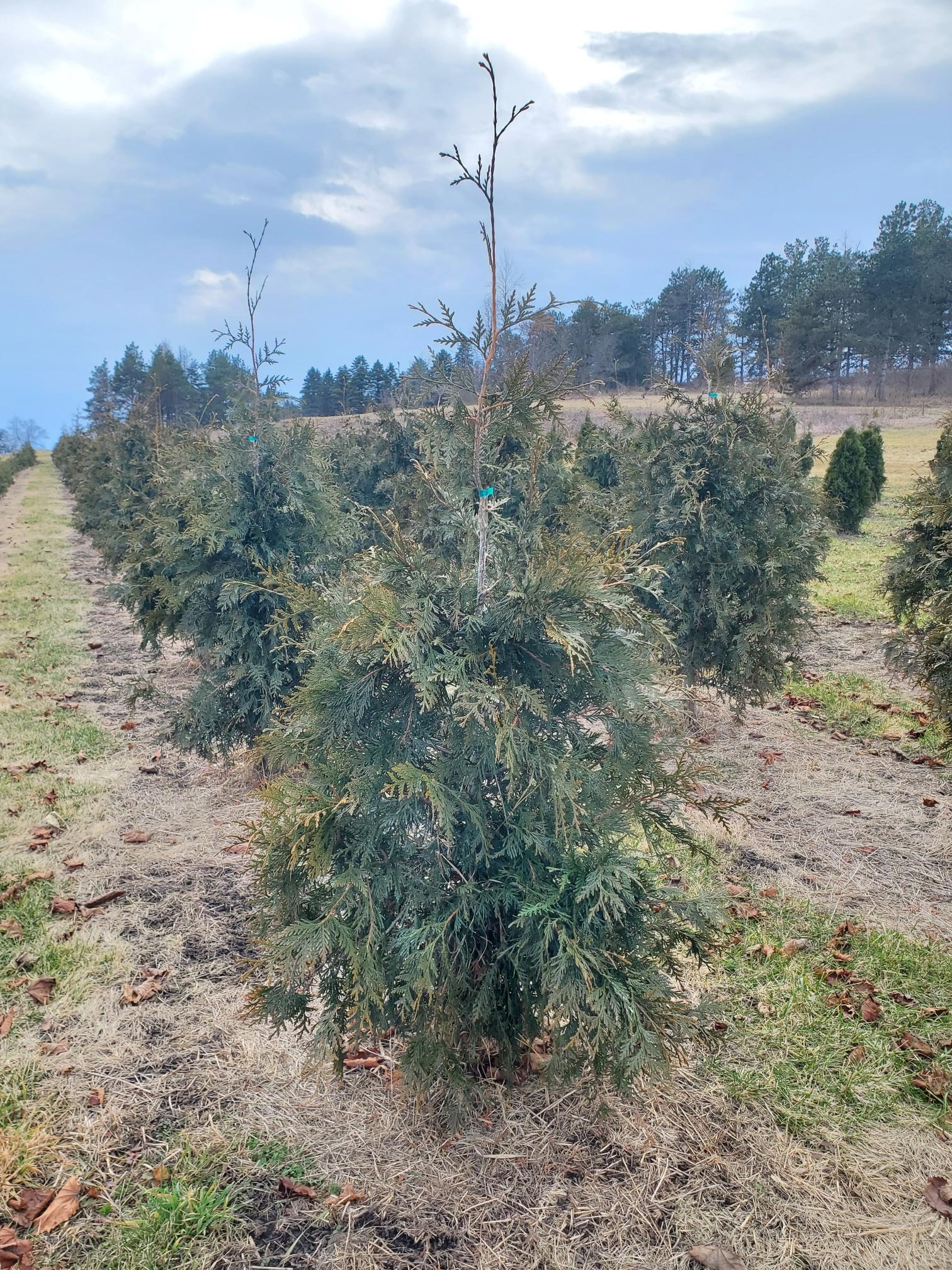 ‘Spring Grove’ Arborvitae – Paul Swartz Nursery