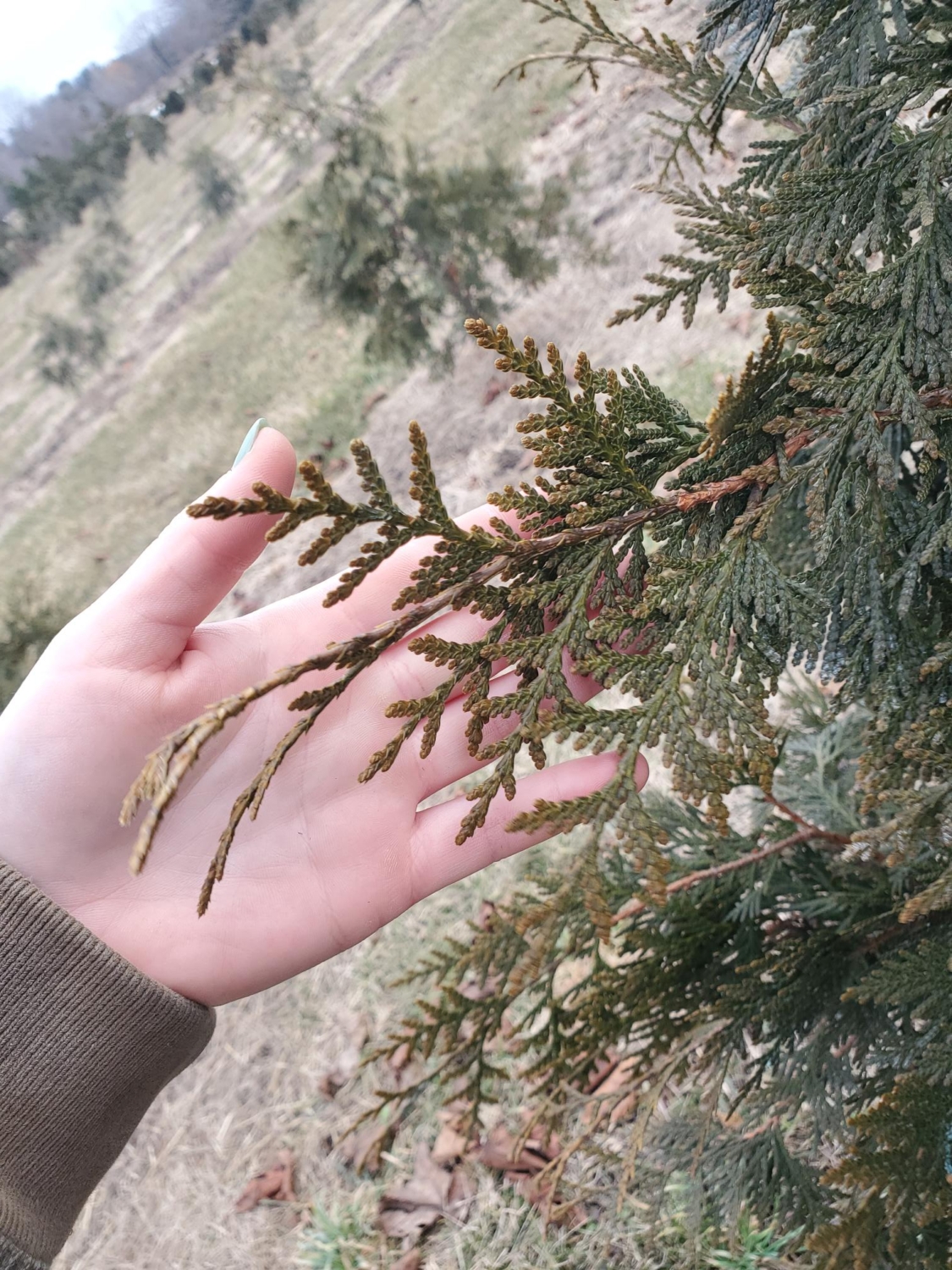 ‘Spring Grove’ Arborvitae – Paul Swartz Nursery