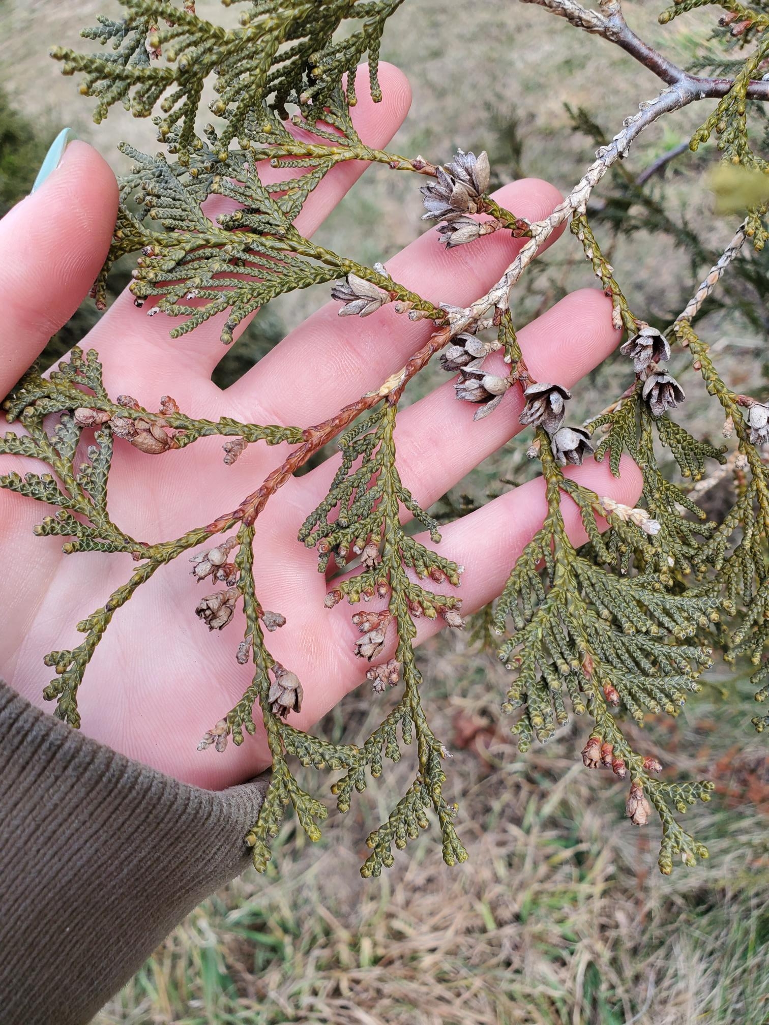 ‘Techny’ Arborvitae – Paul Swartz Nursery