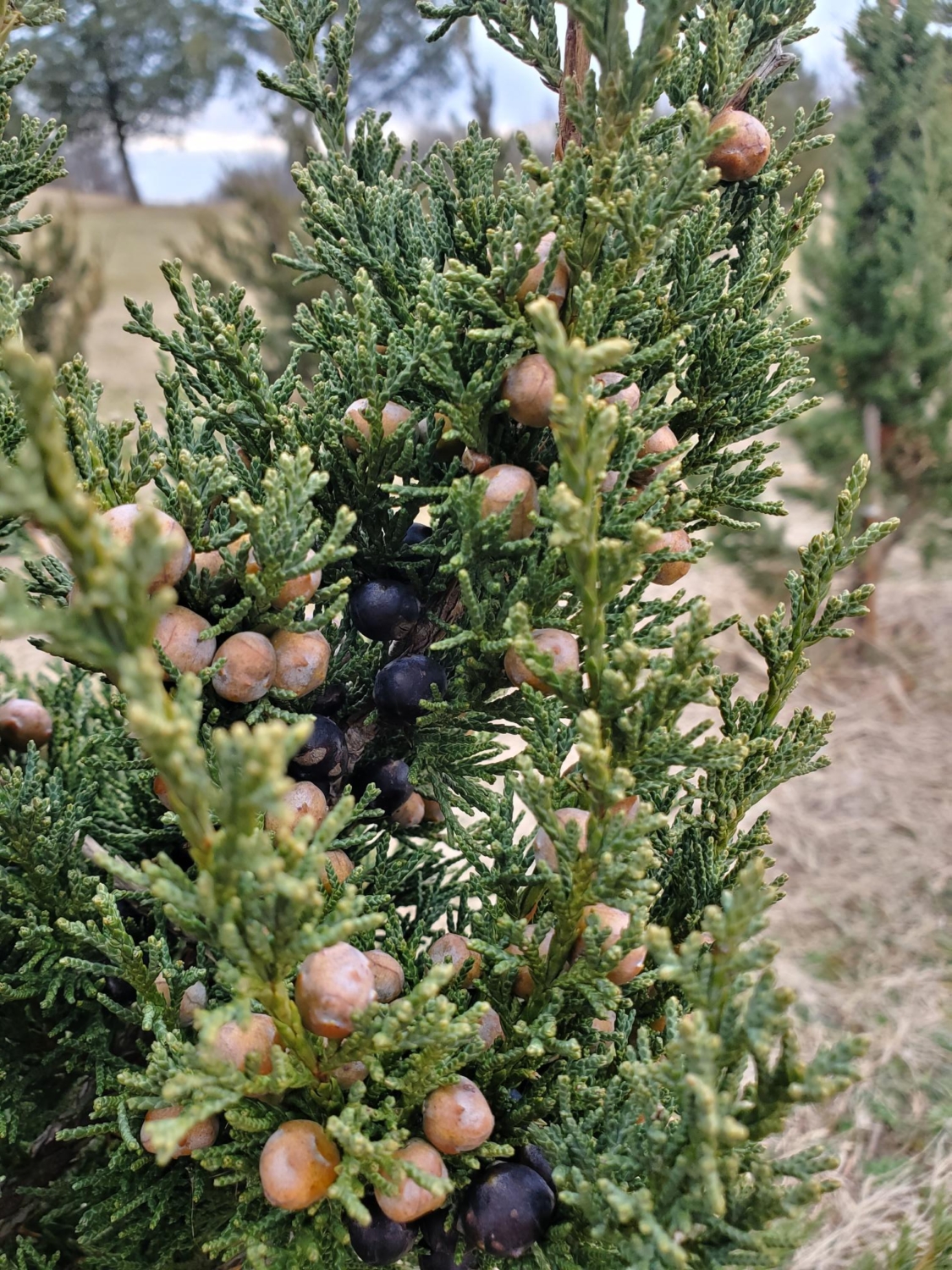 ‘Trautman’ Juniper – Paul Swartz Nursery