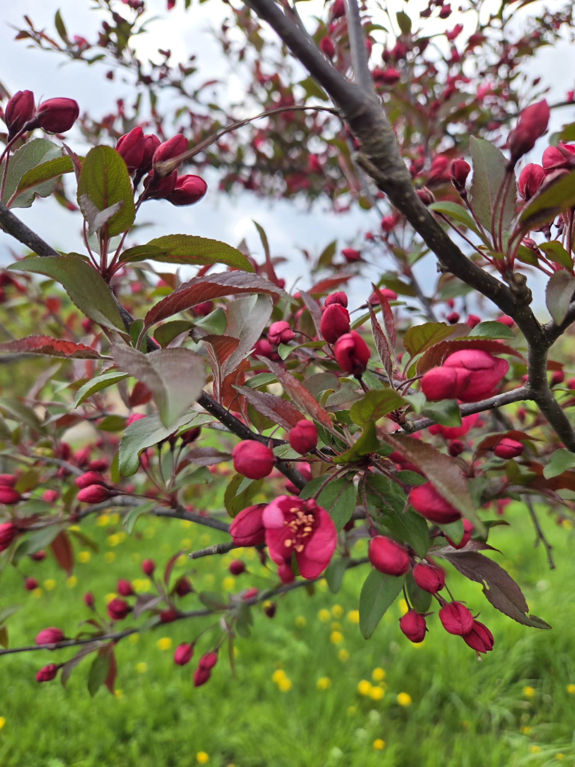 ‘Royal Raindrops’ Crabapple – Paul Swartz Nursery