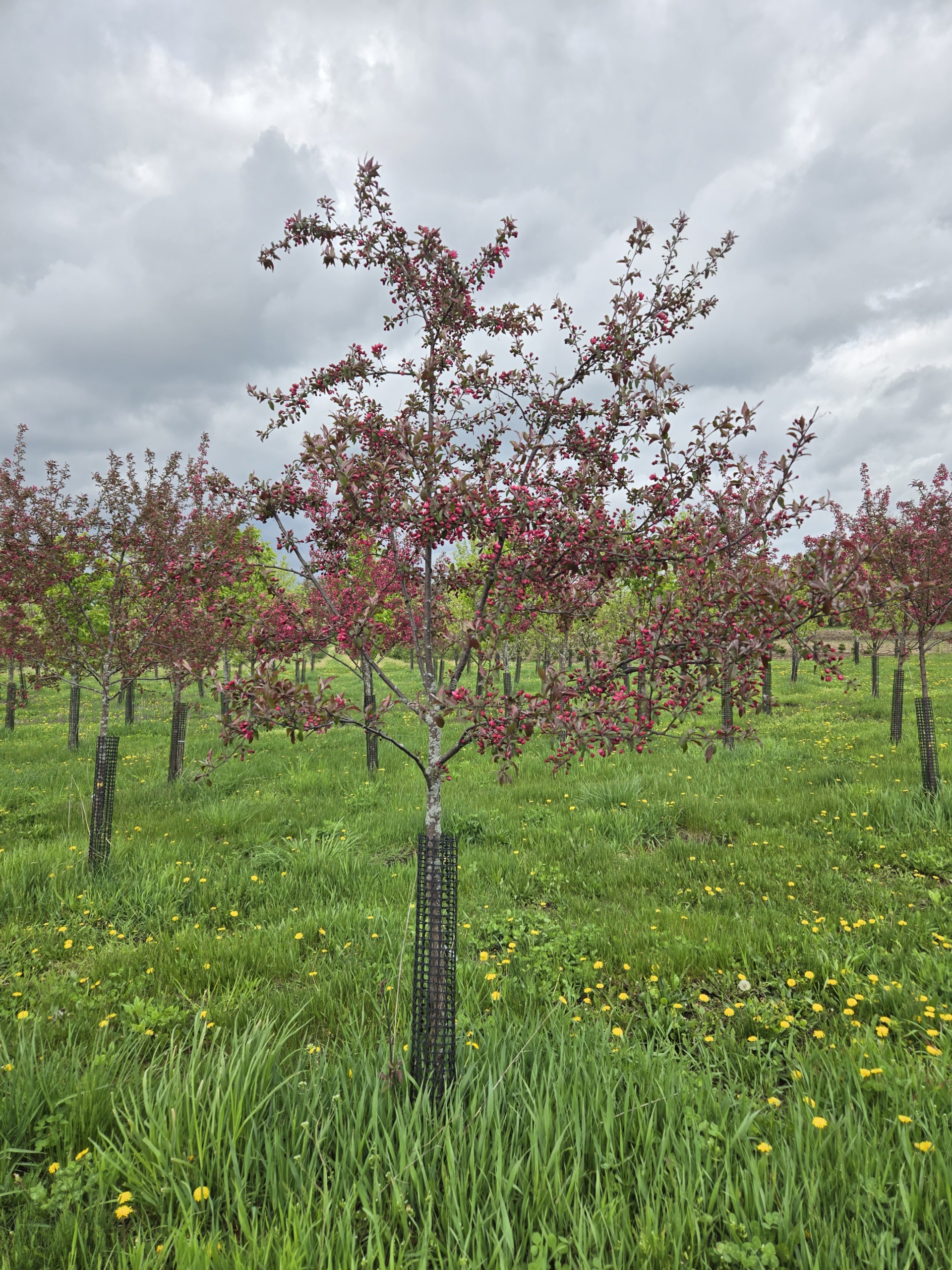 ‘Royal Raindrops’ Crabapple – Paul Swartz Nursery