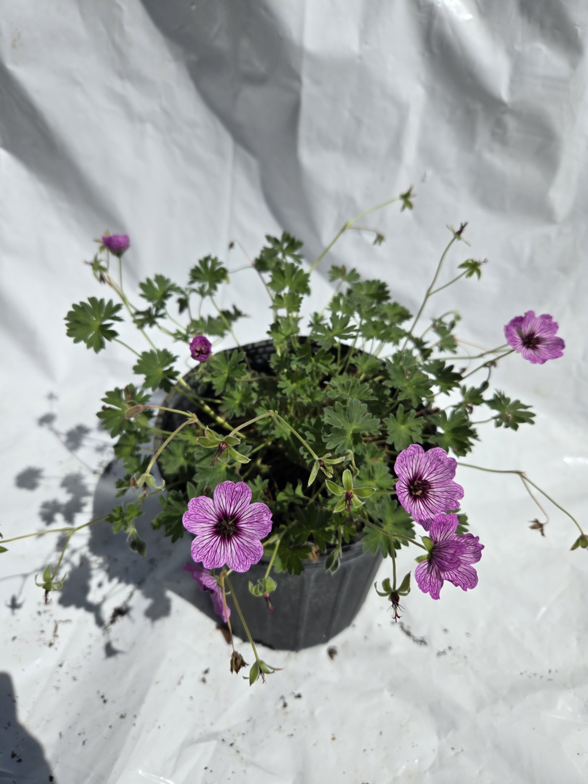 ‘Ballerina’ Geranium – Paul Swartz Nursery