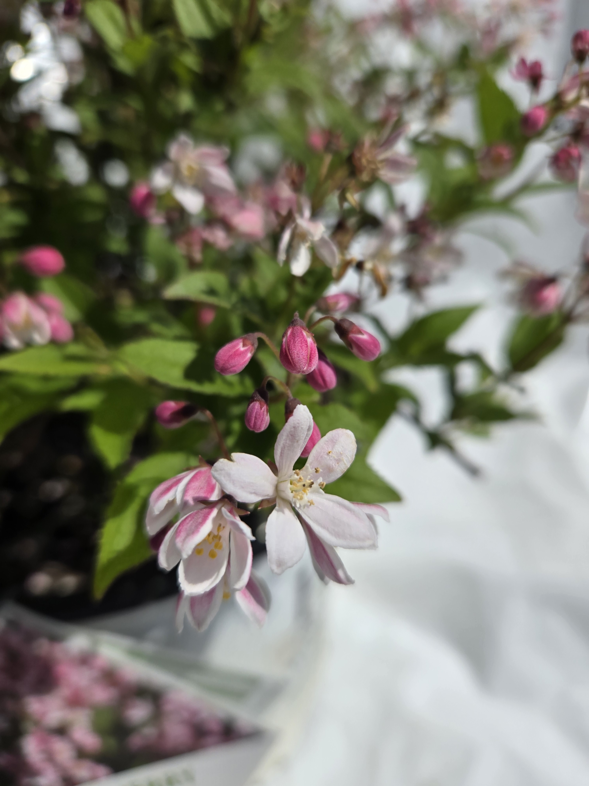 ‘Yuki Cherry Blossom’ Deutzia – Paul Swartz Nursery